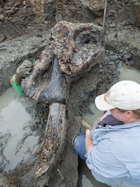 13 600 Year Old Mastodon Fossil Discovered In Iowa May Offer Clues To Extinction Sciencealert