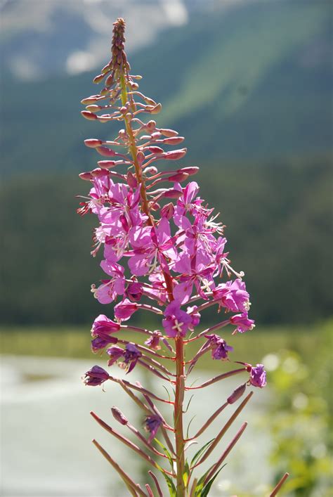 Chamerion Angustifolium