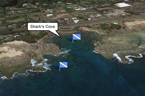 Best Snorkeling In Oahu Top 10 Spots Citrus Reef