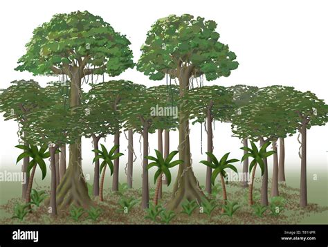 Rainforest Emergent Layer