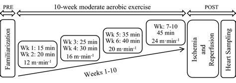 Overview Of The Experimental Protocol PRE Pre Exercise POST Download Scientific Diagram