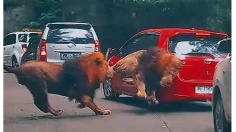 Pemilik Mobil Enggan Berdamai Dengan Singa Taman Safari Ii Jatim