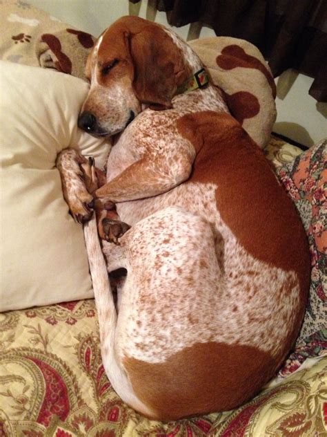 Red Tick Hound