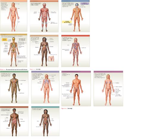 11 Orgaanstelsels Diagram Quizlet