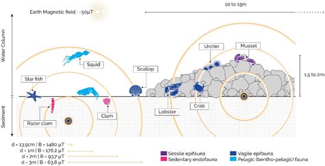 A Current Synthesis On The Effects Of Electric And Magnetic Fields Emitted By Submarine Power