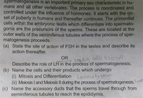 Spermatogenesis Is An Important Primary Sex Studyx