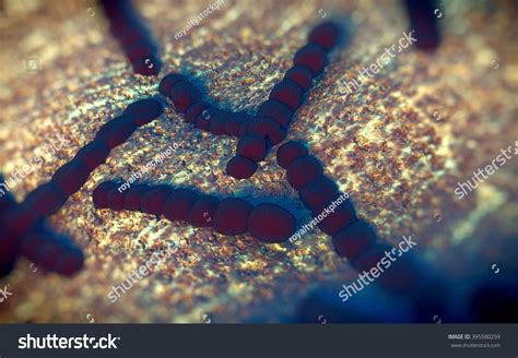 Streptococcus Pneumoniae Pneumococcus Grampositive Coccus Shaped Stock
