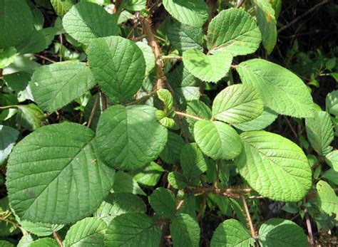 Rubus Ellipticus Plant