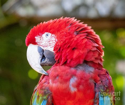 Red Headed Macaw At Sarasota Jungle Gardens Photograph By L Bosco