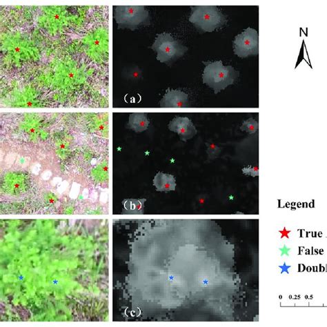 Local Maximum Value Algorithm Extract Tree Crown Top Figure A Shows