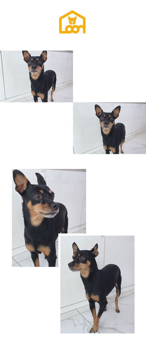 미니핀 콩이 책임분양 시바견수명 푸들무료분양 대전고양이분양 제페니스스피츠 강아지보호소 시바견특징 유기견분양 평택강아지분양 강아지무료분양 유기견무료분양 유기묘입양