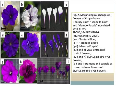 1 Abcde Flower Model Pptx