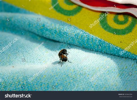 Two Insects Having Sex On Beach Stock Photo Shutterstock
