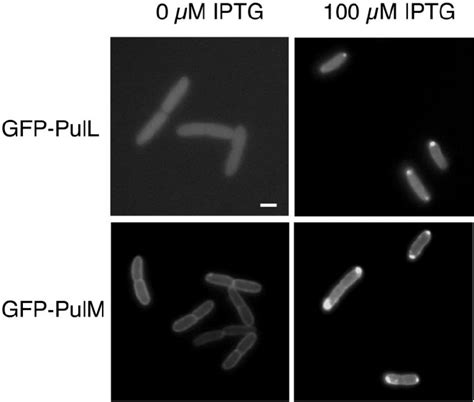 Overproduction Of Gfp Pull And Gfp Pulm Leads To Polar Accumulation Download Scientific