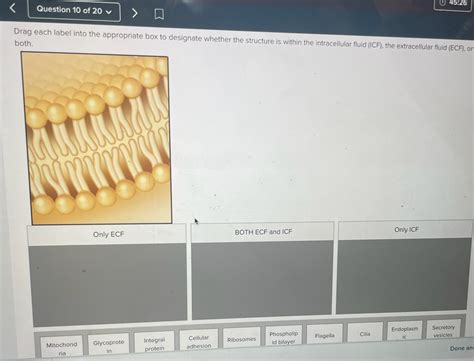 [solved] Question 10 Of 20 V 1 45 26 Both Drag Each Label Into The Course Hero