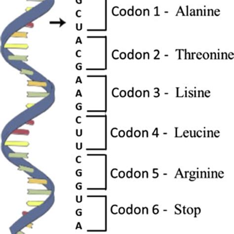 Sample Rna And Its Relevant Codons Download Scientific Diagram