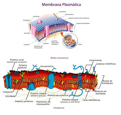 Ciencia En La Web Estructura De La Membrana Plasmatica