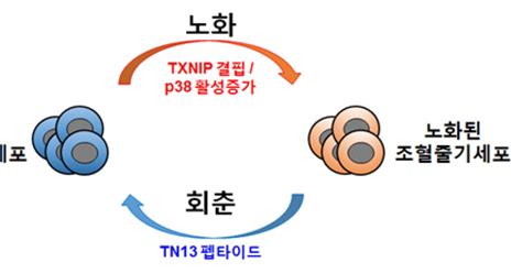 국내연구진 노화된 조혈줄기세포 회춘 기술 개발