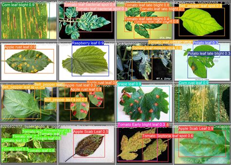 基于yolov10的植物病害检测系统（深度学习模型ui界面python代码训练数据集）植物病虫害识别实验数据下载 Csdn博客