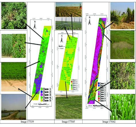 Classification Results Identified Different Vegetation Types And Field Download Scientific