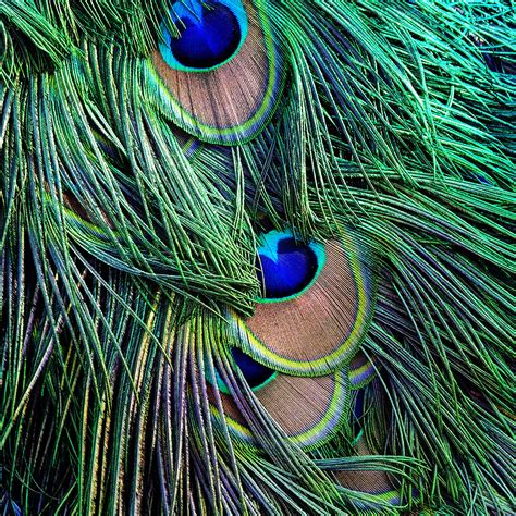 Cropping Photography Composition