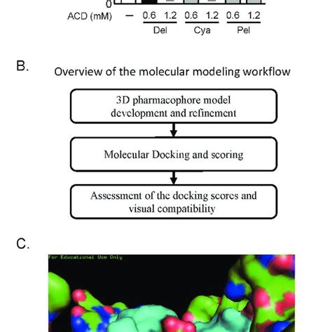 Docking Simulation Of Delphinidin And Atp Binding Pocket In Ikkβ A