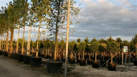 How Many Trees Can You Plant Per Acre Theyardable