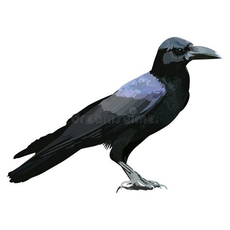 Black Crow Isolated Side View Graphic Illustrated Stock Vector