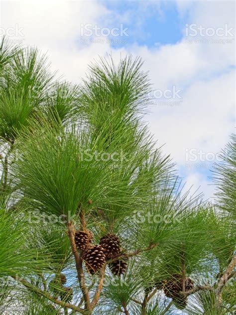 Details Of The Long Leaf Pine Tree With Its Extra Long Needles And Pine