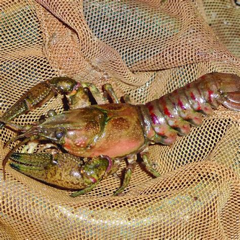 Correlation Between Crayfish Size Carapace Length Mm And Abundance