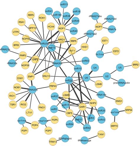 the yeast noncoding rna interaction network
