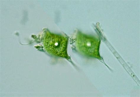 Protist Images Phacus