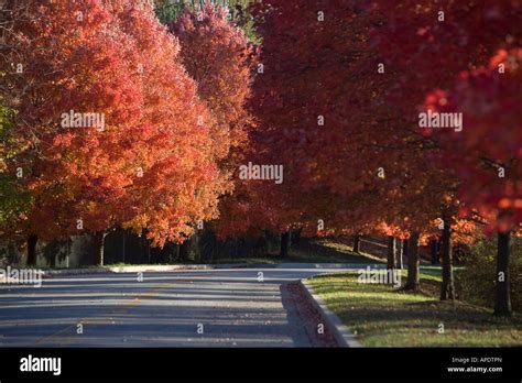 A Tree Lined Street On An Autumn Day Stock Photo Alamy