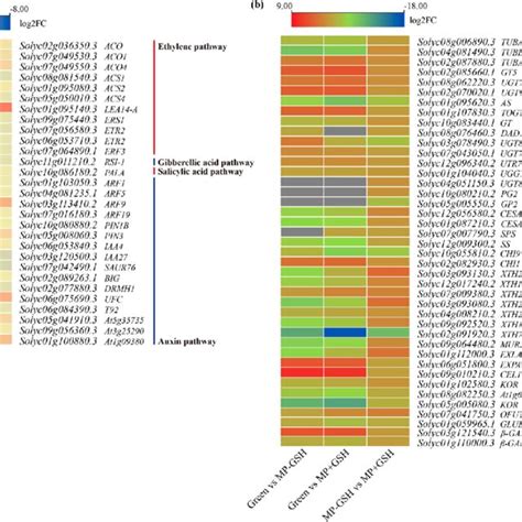 Functional Classification Of Tomato Fruit Genes Specifically Affected