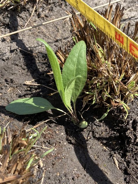 2022 Update Interremnant Crosses The Echinacea Project