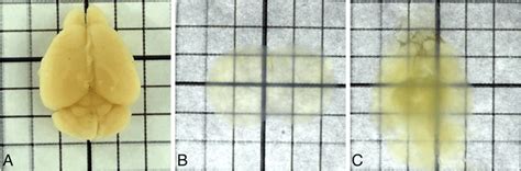 Mouse Brain Tissue Incubated In Hydrogel A4b5p4 Cleared Using Sds