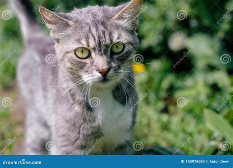 Portrait Of Domestic Cat Walking In Green Garden Close Up Of Pussycat