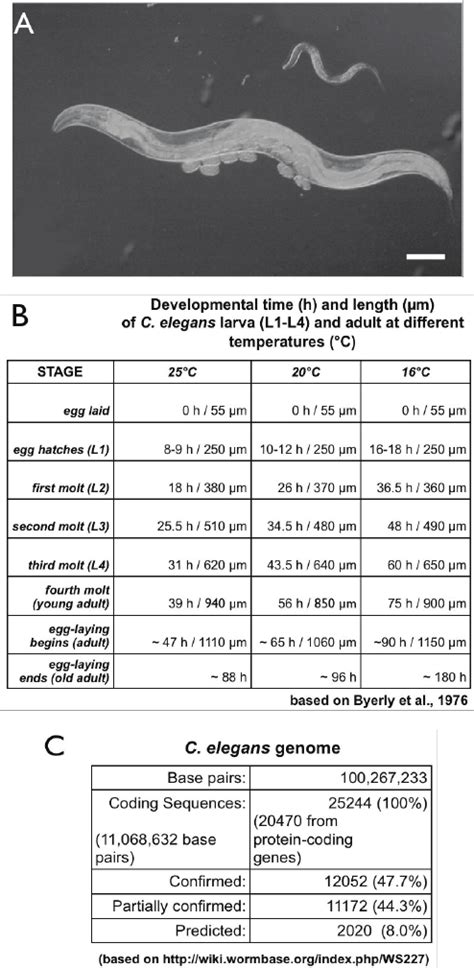 Caenorhabditis Elegans Development And Genome Download Scientific Diagram