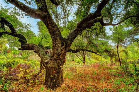 Wise Old Oak A Coastal Oak Tree In A Protected Reserve In … Flickr