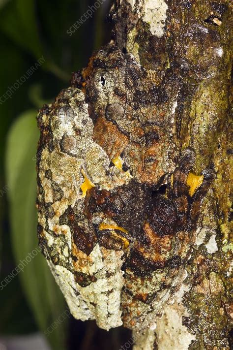 Tree Frogs Mating Stock Image C011 9620 Science Photo Library