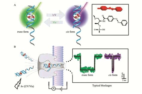a schematic of reversible conversion between trans and cis forms of