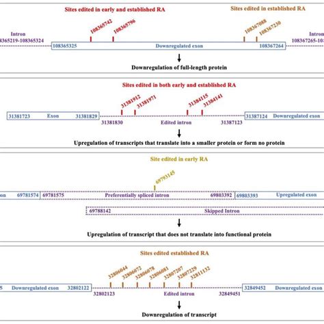Differential Rna Edited Sites In Ra And The Differential Gene Download Scientific Diagram
