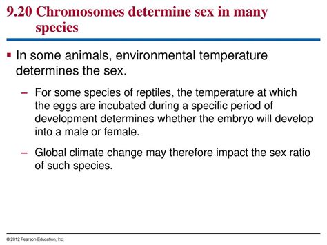 F Generation Pink Hybrid Rr Gametes R R Figure A Ppt Download