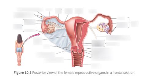 Lab 10 Female Reproductive Organs Diagram Quizlet