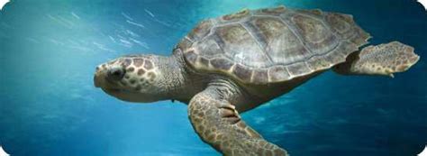 Connectsecure Download Center