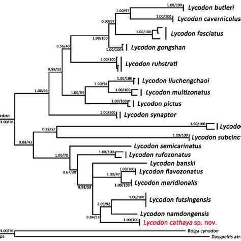 Bayesian Inference And Maximum Likelihood Phylogenies Download Scientific Diagram