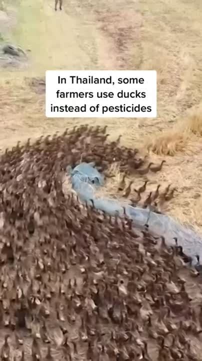 victor coppola on linkedin duck duck duck go