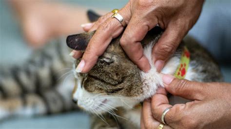 How Do Cats Get Fleas Indoors Common Ways Cat Care Clinic