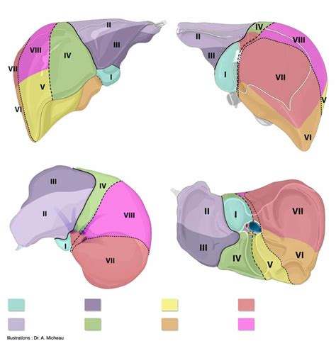 Liver Anatomy Segments
