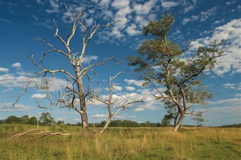 Assessing Tree Mortality Rates In Droughtaffected Generative Ai Premium Ai Generated Image